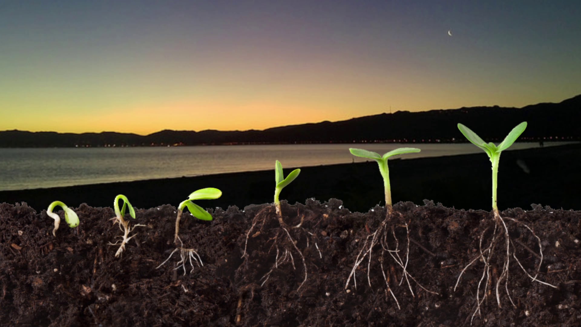 Gardening Ritual Time lapse on Vimeo
