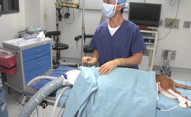Surgical Procedures - Canine Femoral Nerve Block - ENS Procedure on Vimeo