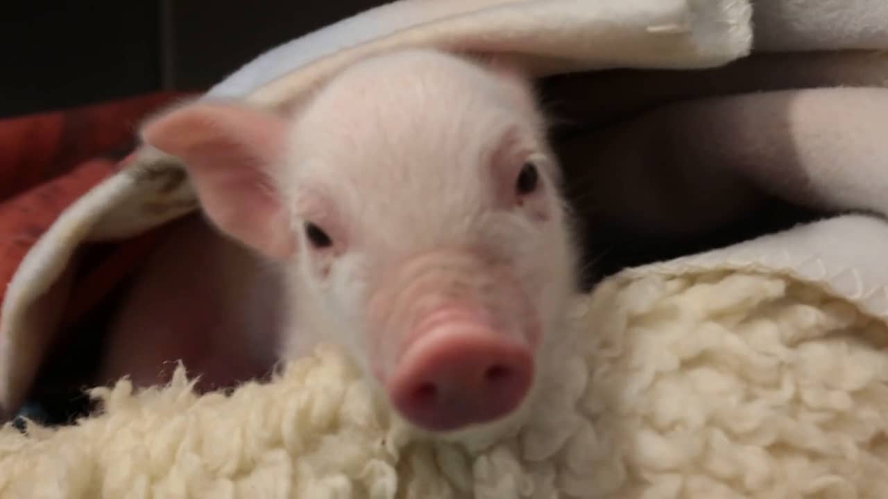 Goodnight Love Penelope Sue on Vimeo