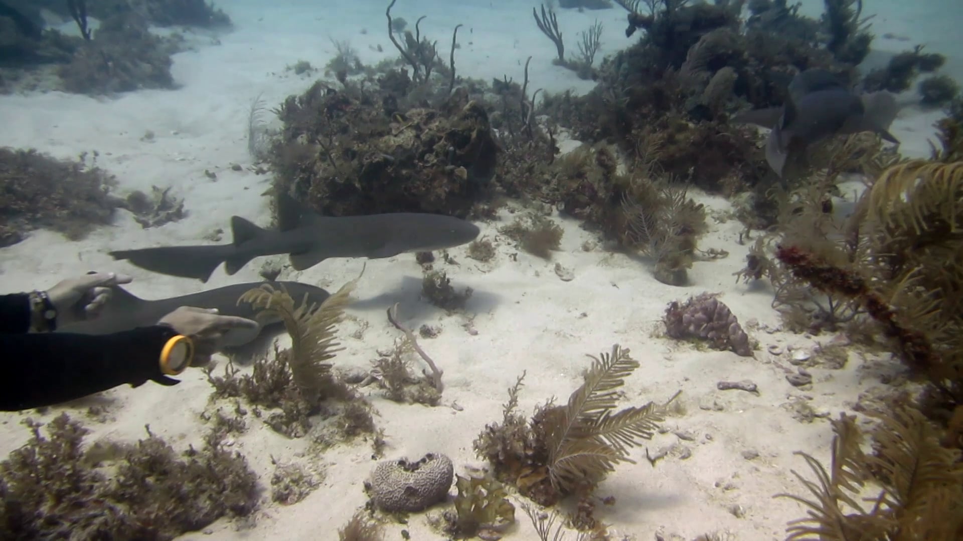 A Shiver of Sharks on Vimeo