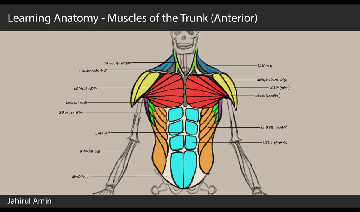 03. Learning Anatomy - Muscles of the Trunk (Anterior)