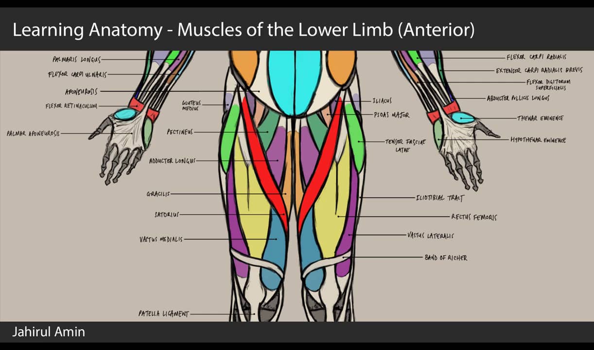 05. Learning Anatomy - Muscles of the Lower Limb (Anterior) on Vimeo