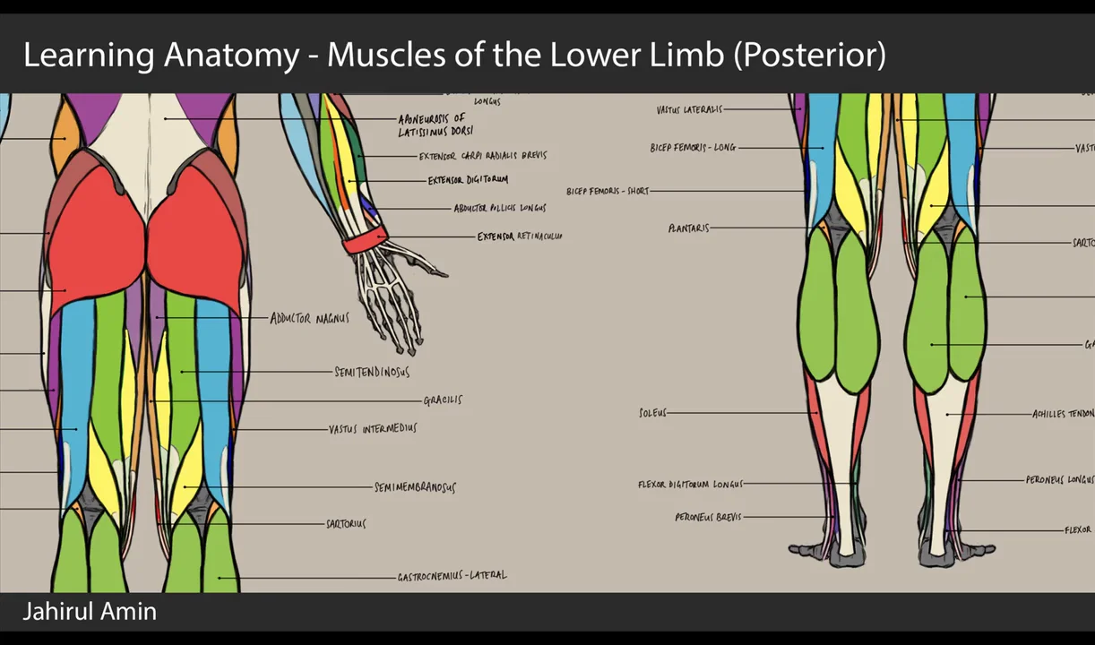 Lower Limb Muscles Diagram