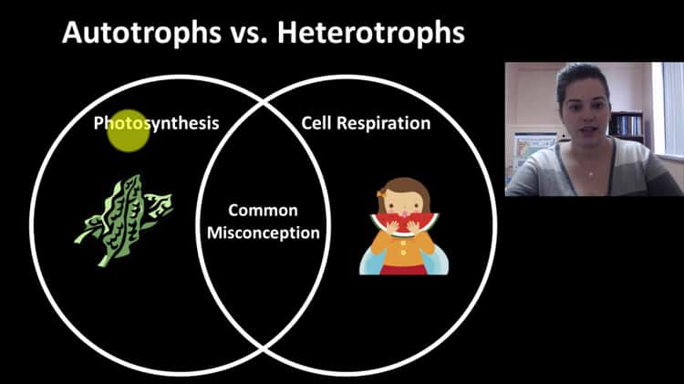 Autotrophs And Heterotrophs Venn Diagram