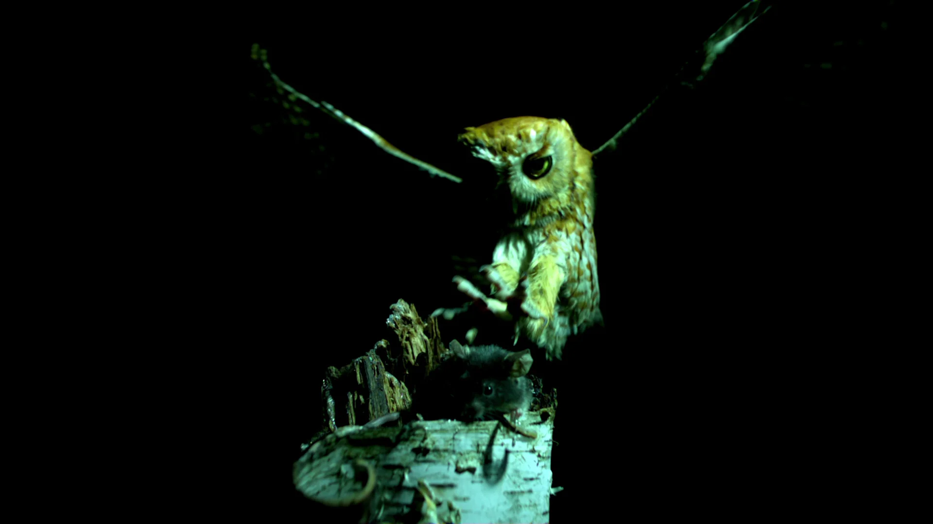 Screech Owl Grab on Vimeo