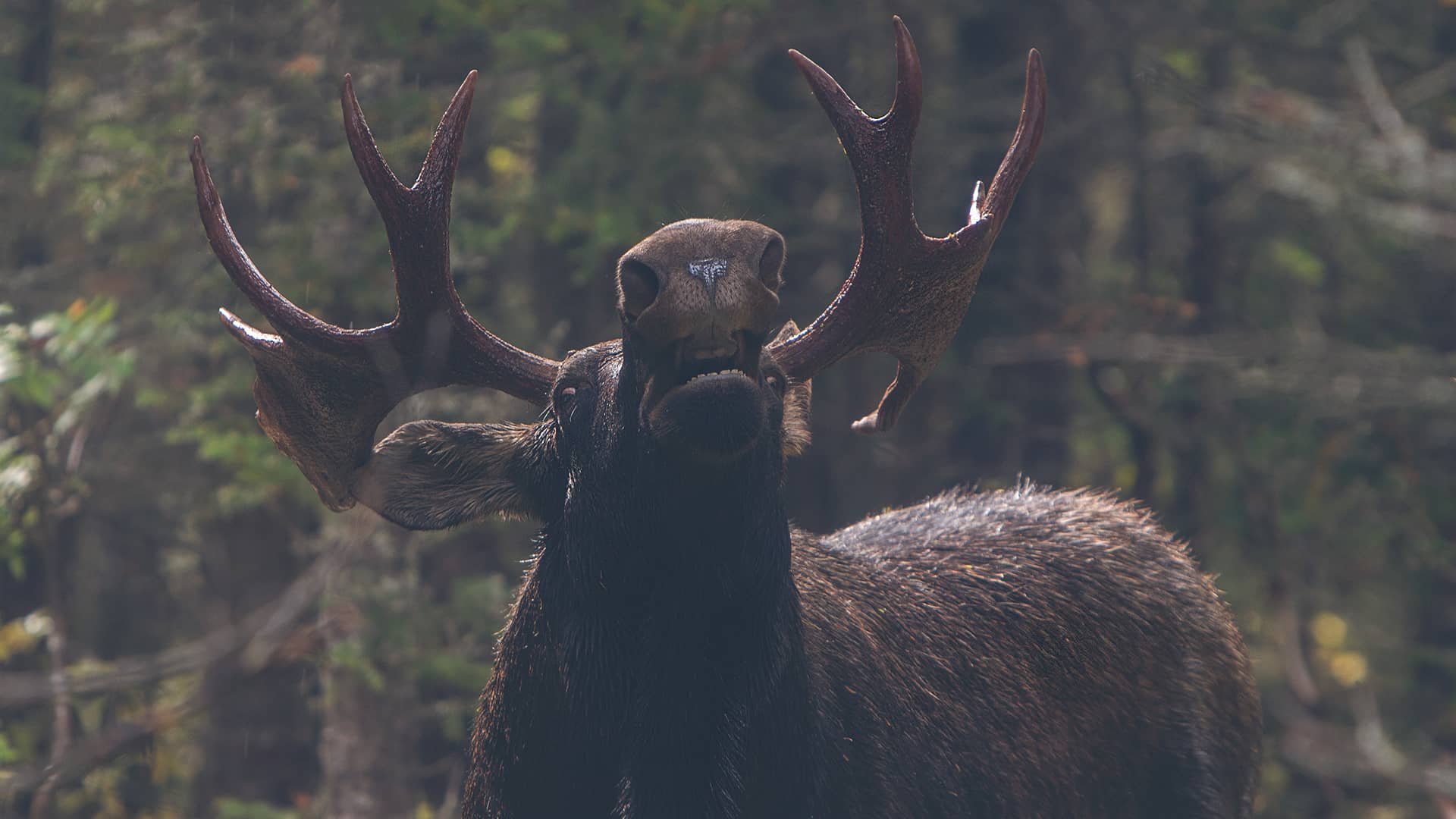 Chasse à l'orignal au Québec - Sépaq on Vimeo