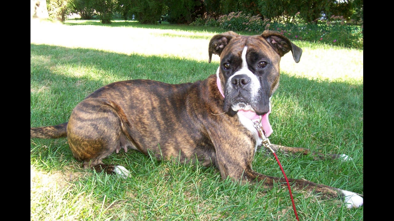 Daren Zenner To Star In Subsequent Shyamalan Movie, 'The Happening' on ...