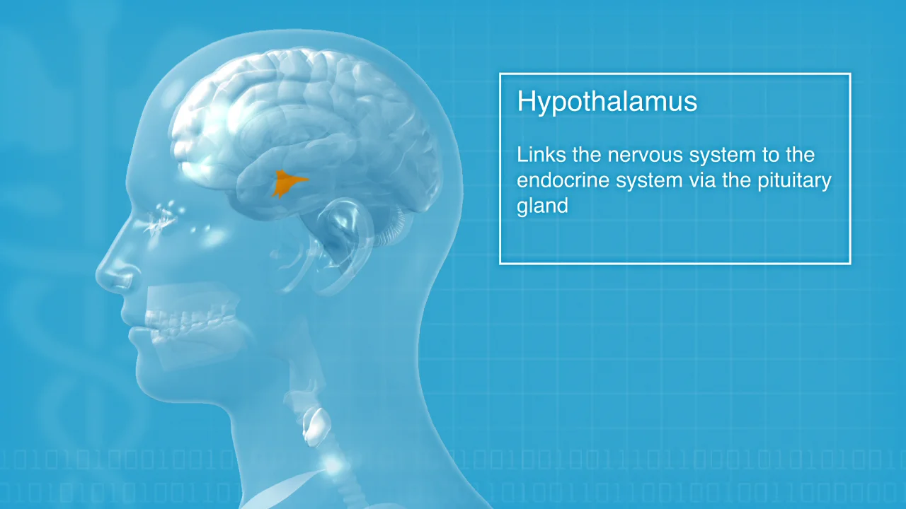Sample Animations V2 - Human Endocrine System Sample on Vimeo