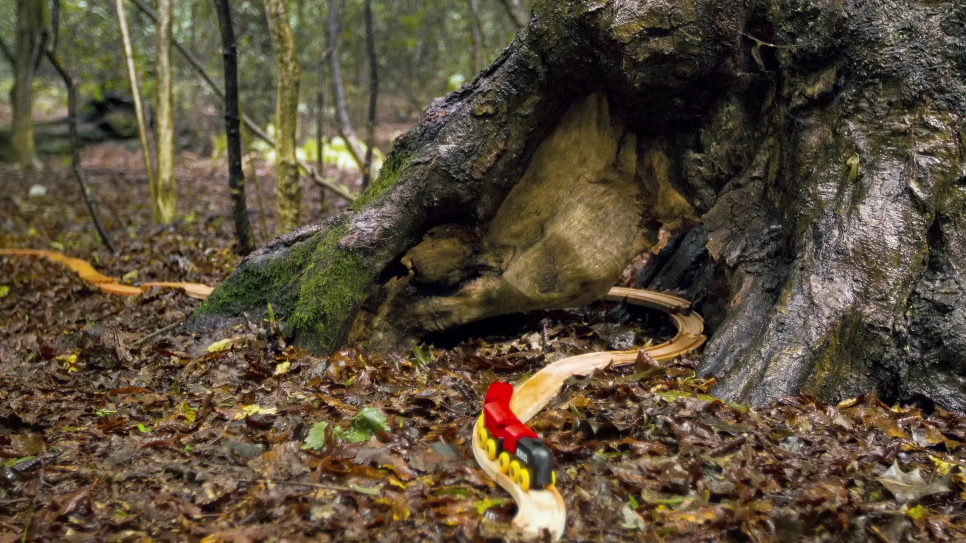 FSC - Forests For All Forever on Vimeo