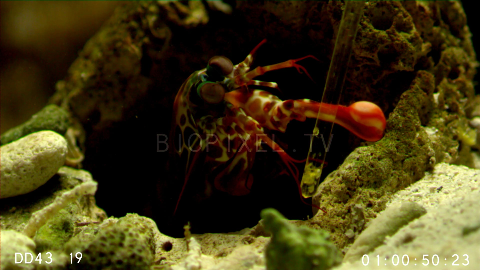 Peacock mantis shrimp strike slow motion showing cavitation bubbles ...