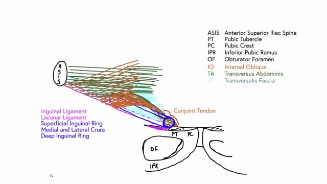 Conjoint Tendon Inguinal Ligament