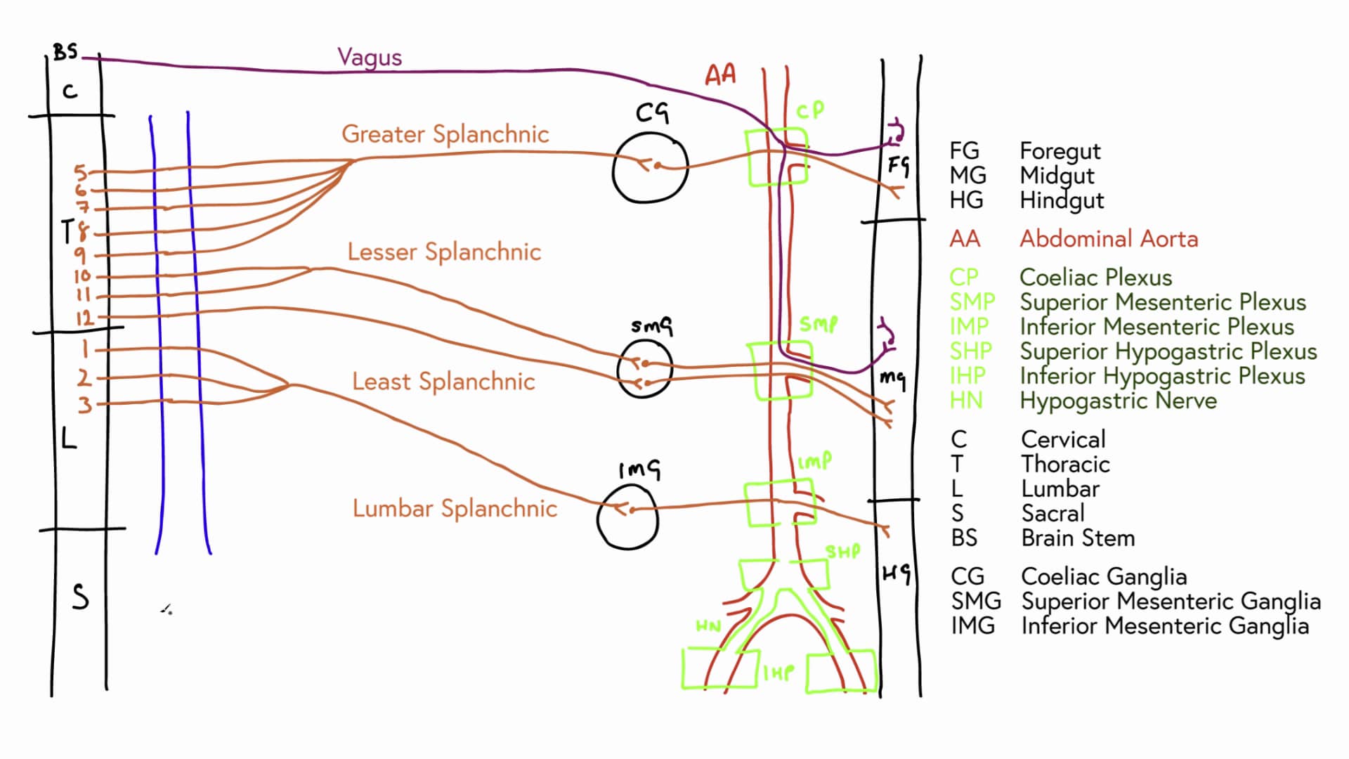 An advanced look at the autonomic nerves of the abdomen on Vimeo