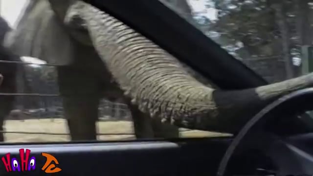 Funny Animal Videos Home Videos of Hilarious Pets and their Reactions ...