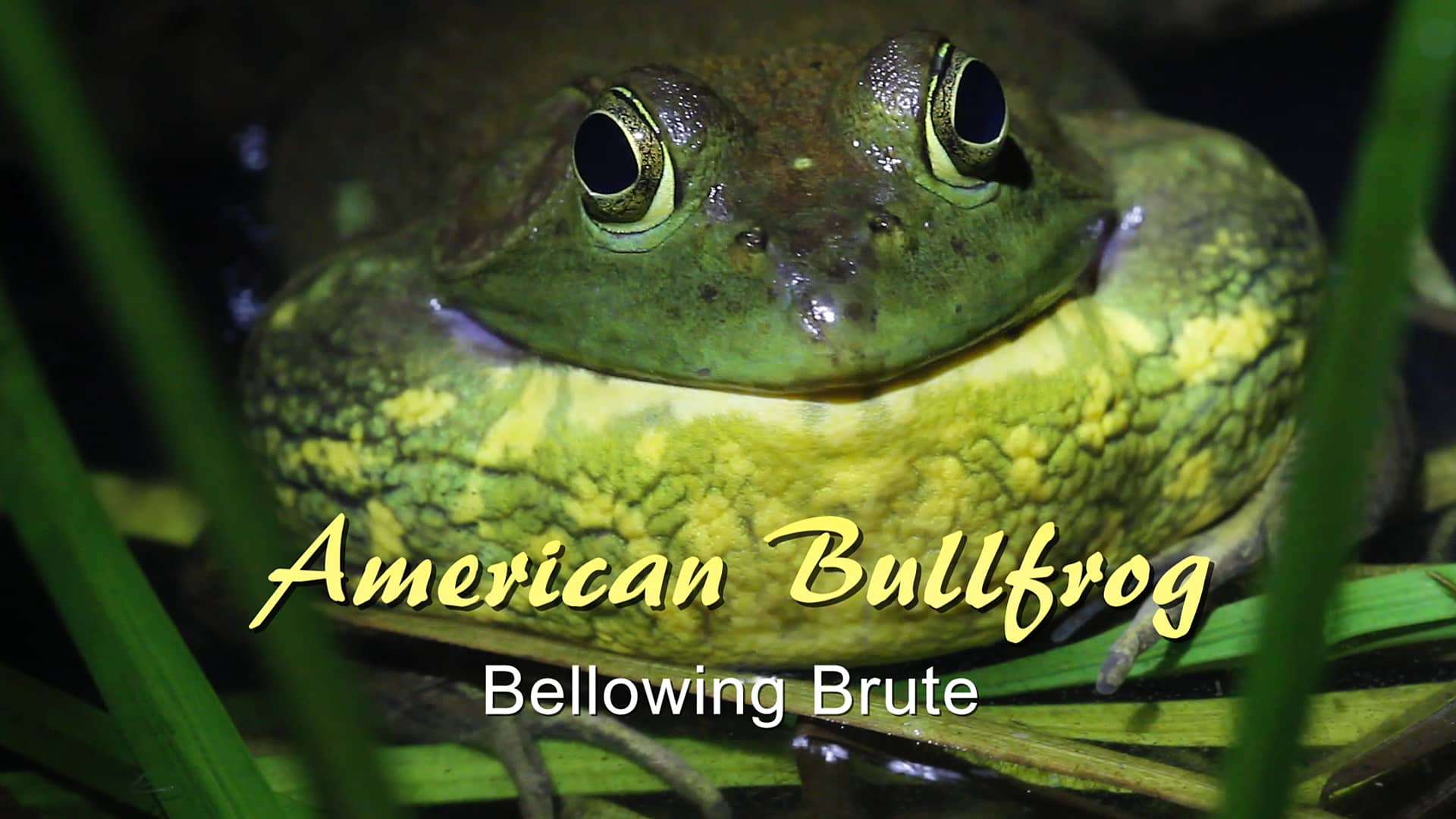Bullfrog Serenade on Vimeo