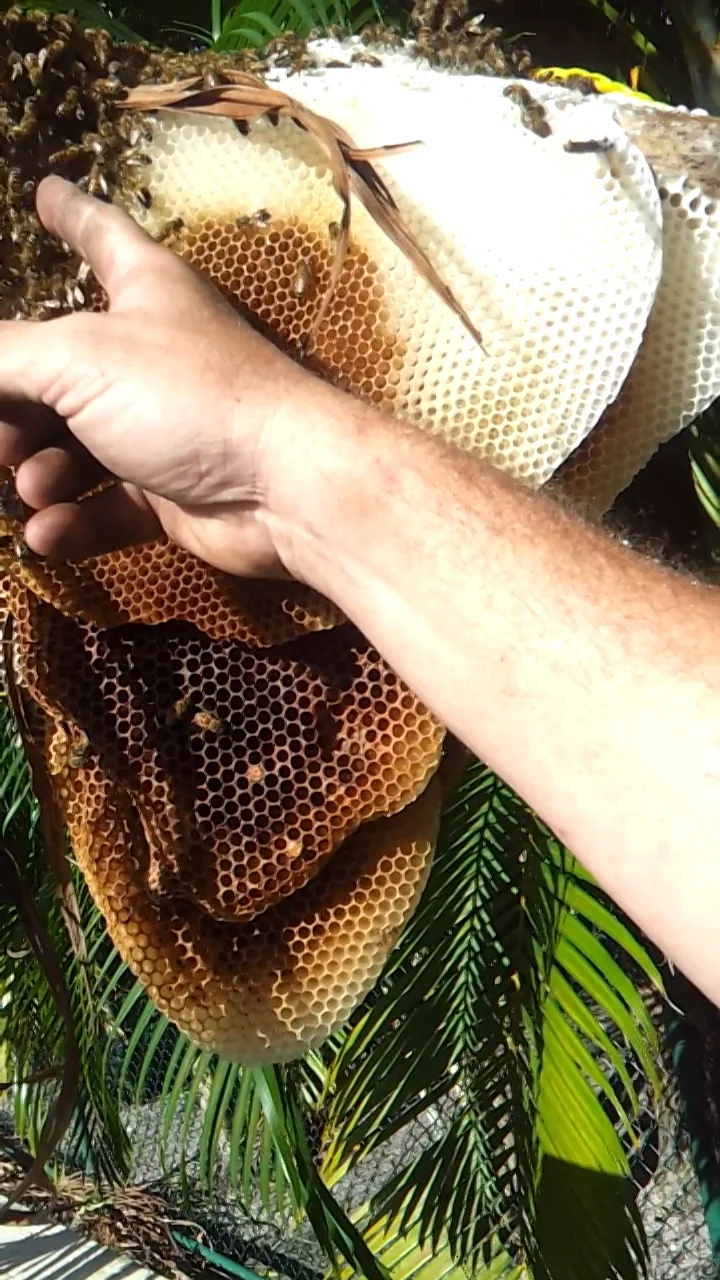 Bee Barf Apiaries: of those deadly AHB hives on Vimeo