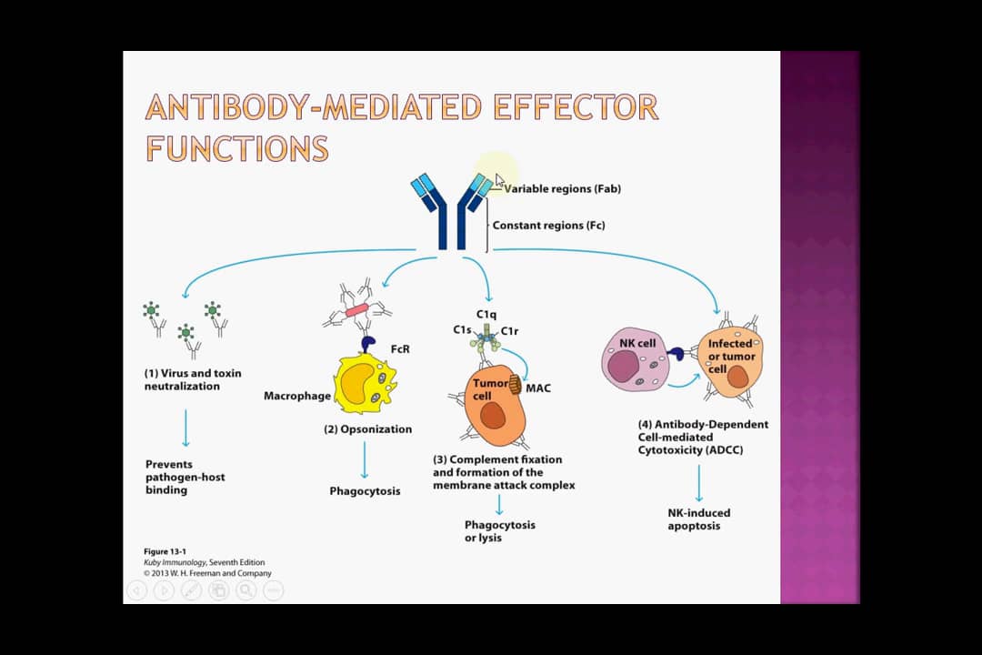 Effector Responses (Part 1): Antibody-Mediated Immunity from Kuby ...