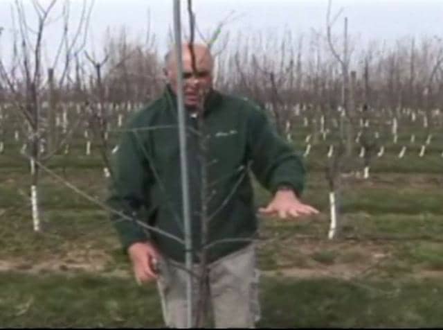 Vertical Axe Pruning and Training for Apples on Vimeo
