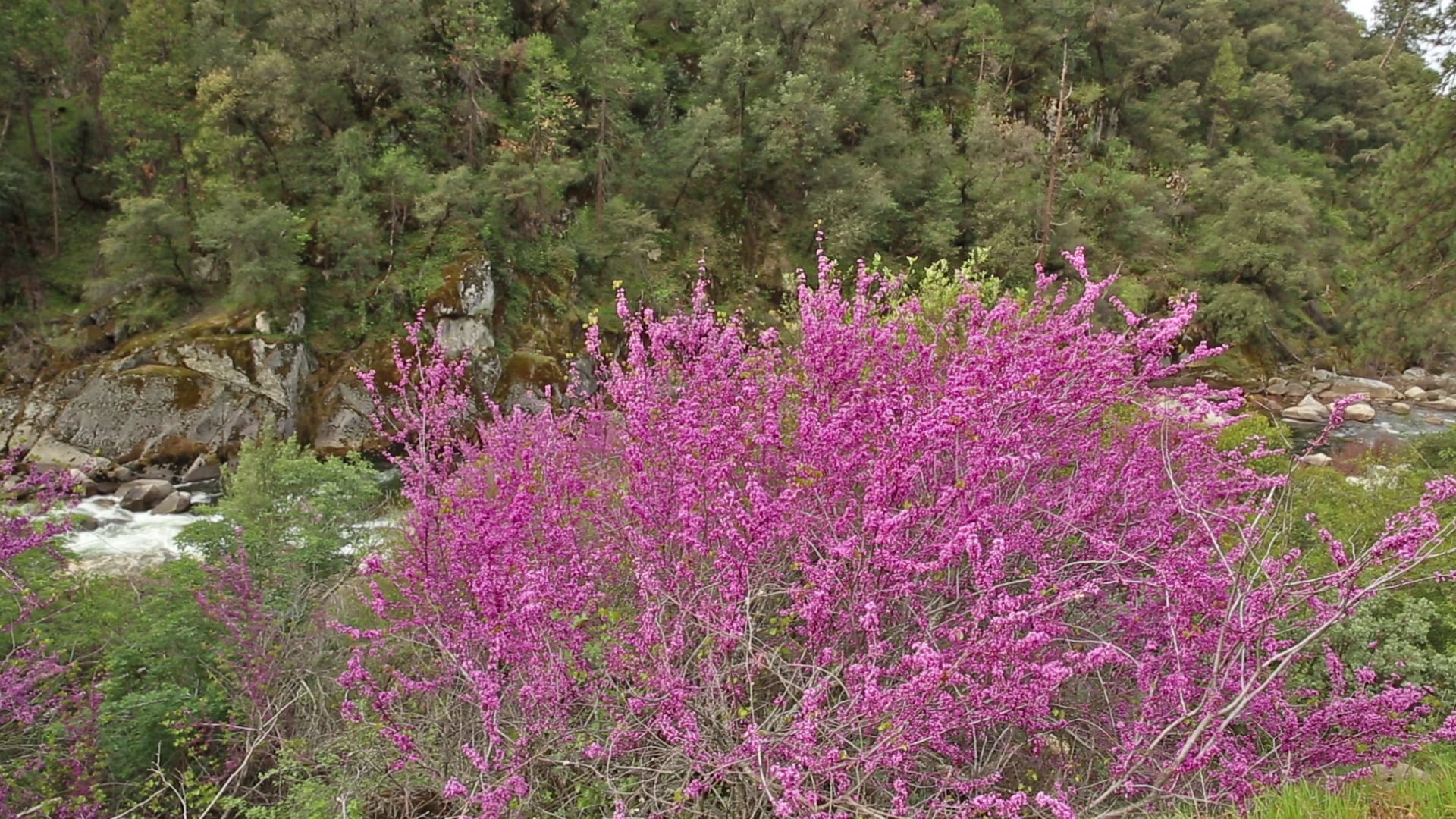 Purple Flowers along Merced River on Highway 140 on Vimeo