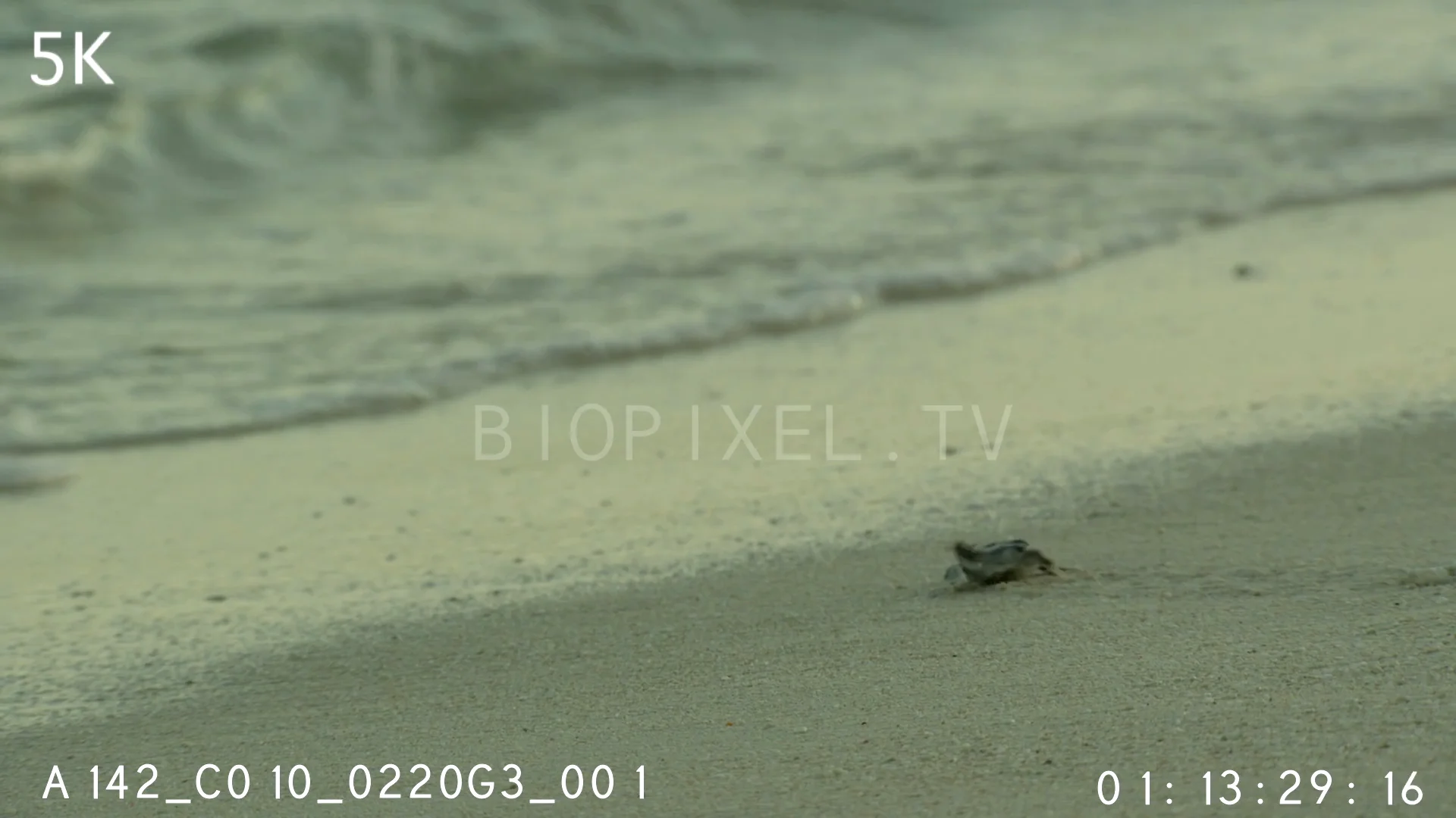 4K Green Sea Turtle Hatchlings - Green sea turtle hatchlings at dawn 4K 5 on Vimeo