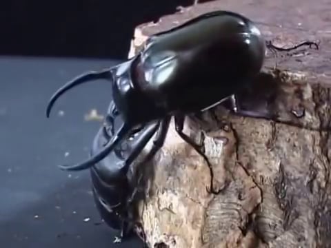 Palawan Stag Beetle VS Atlas Beetle on Vimeo