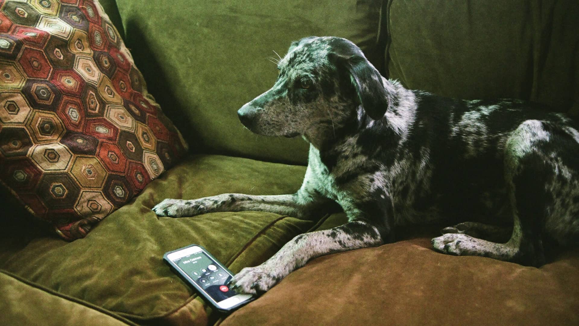 She's a Dog on Vimeo