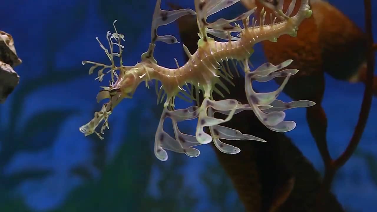 Aquarium DVD 2 DVD SET Aquariums & Ocean Reefs with Colorful Corals ...