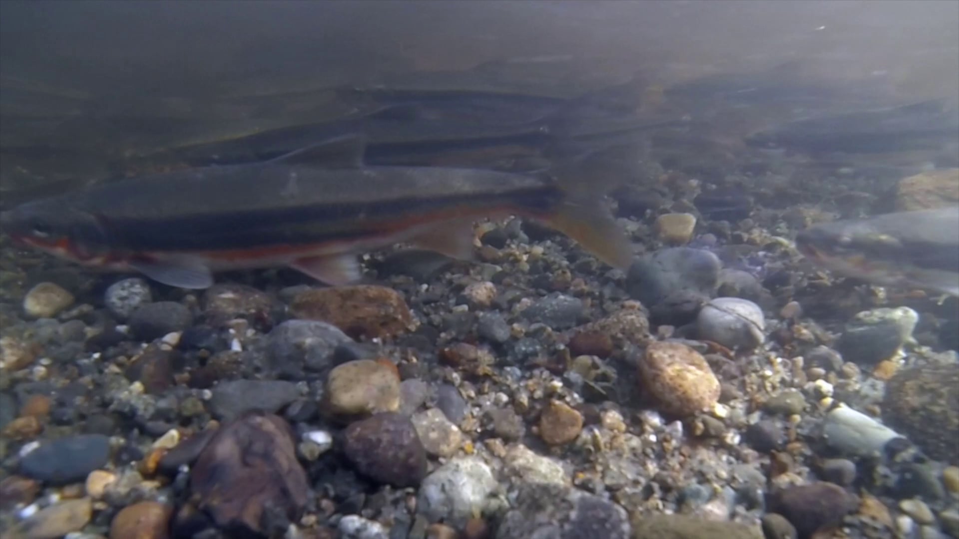 Peamouth Chub on Vimeo