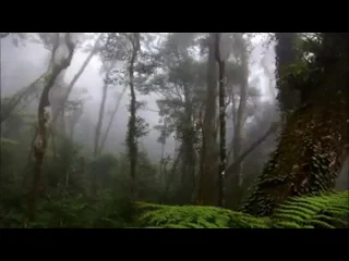 Exploring Malaysian Borneo - Whooping Gibbon Travel on Vimeo