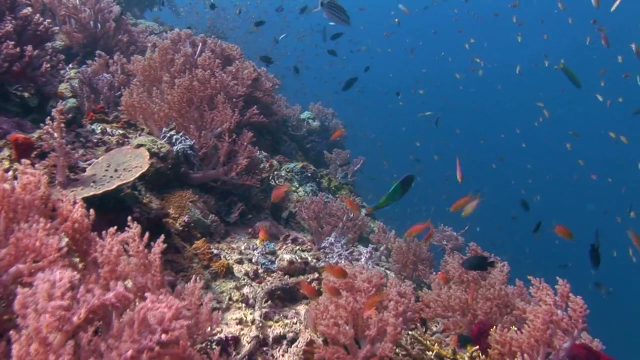 Watch Underwater Video- The Living Ocean - Relaxing Scenes of the ...