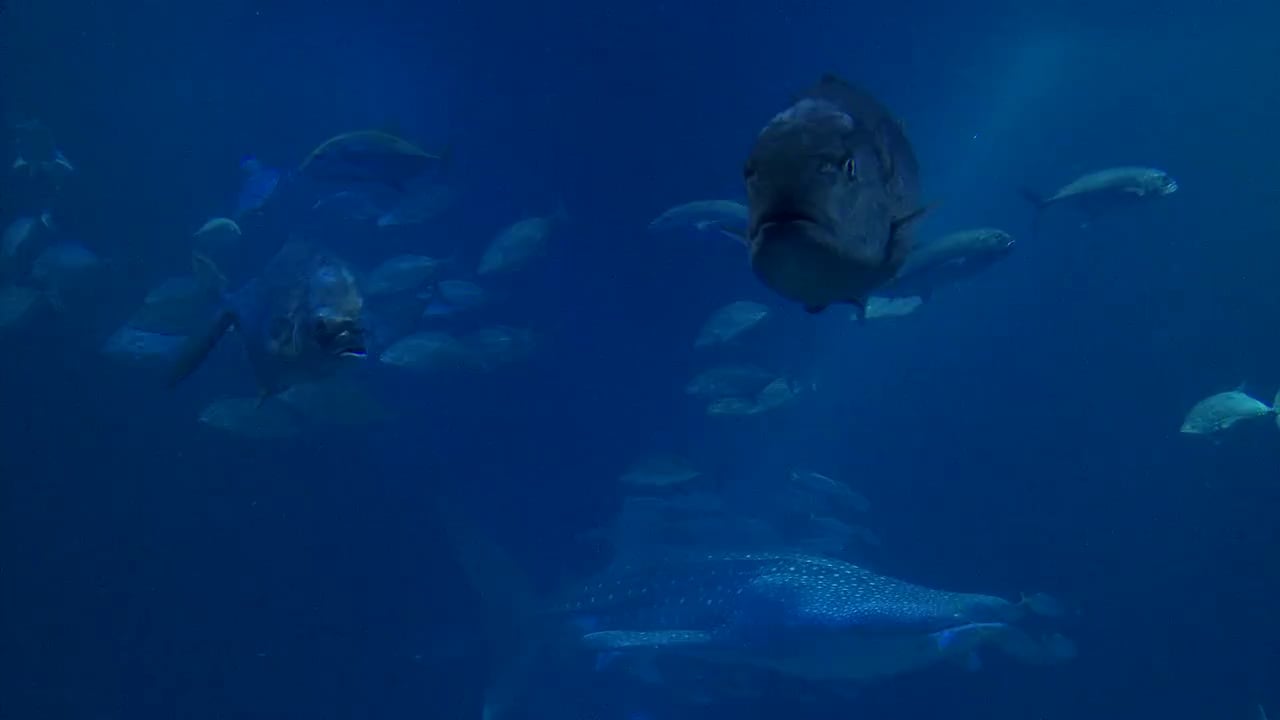 Watch Aquarium -Aquariums of the World with 12 Fish Tanks in HD Online ...