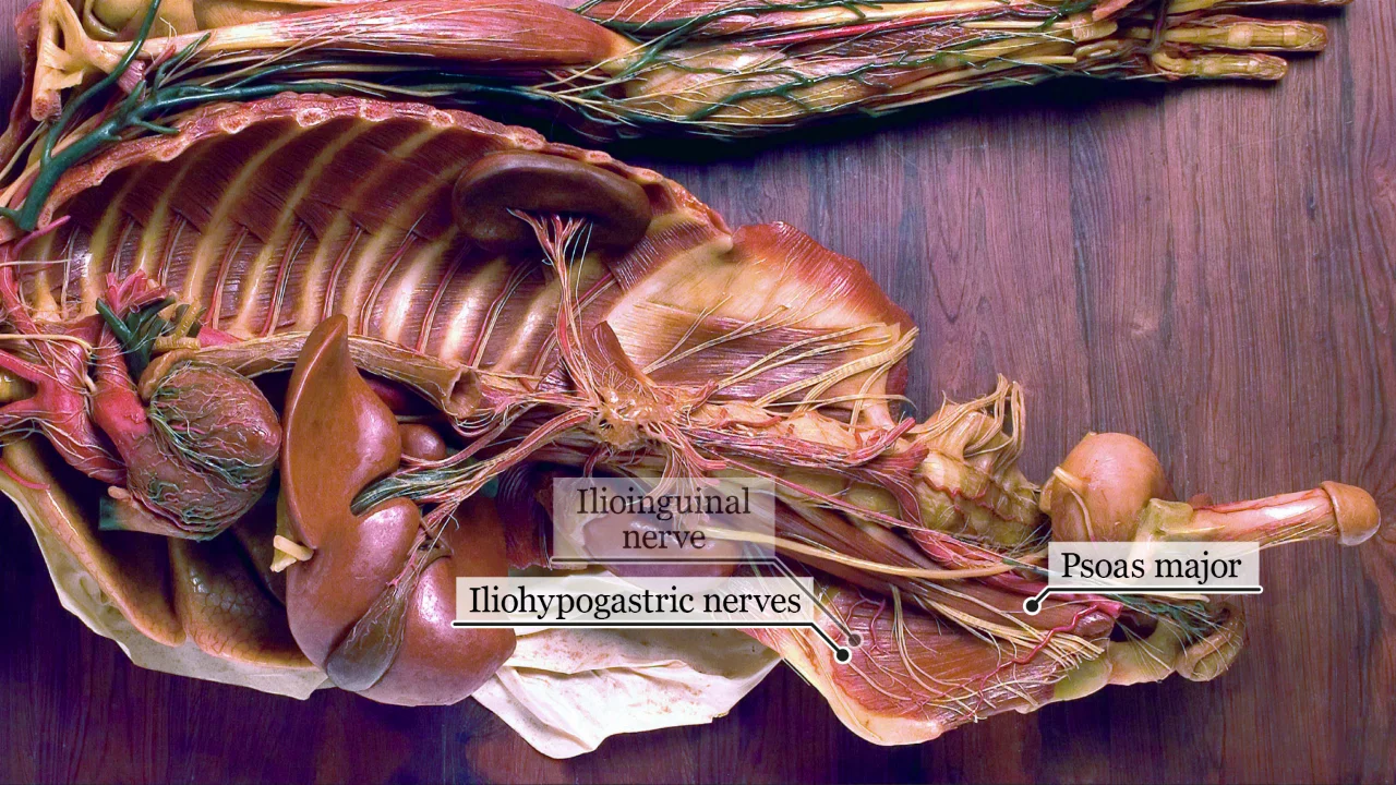 Table XII from the Wax Anatomical Models by Clemente Susini