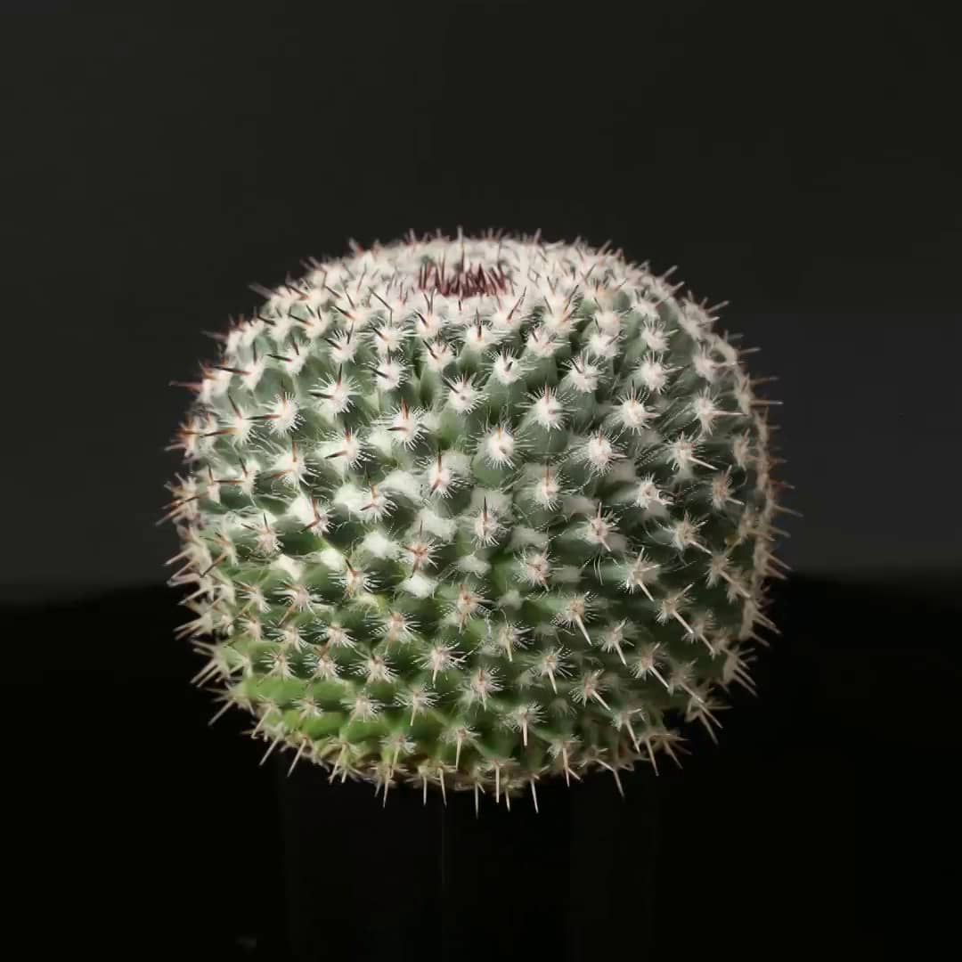 Stop-Motion Animated Cactus #1: an Example of a Naturally Occurring ...