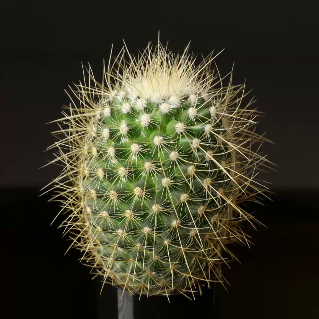 Stop-Motion Animated Cactus #2: an Example of a Naturally Occurring ...