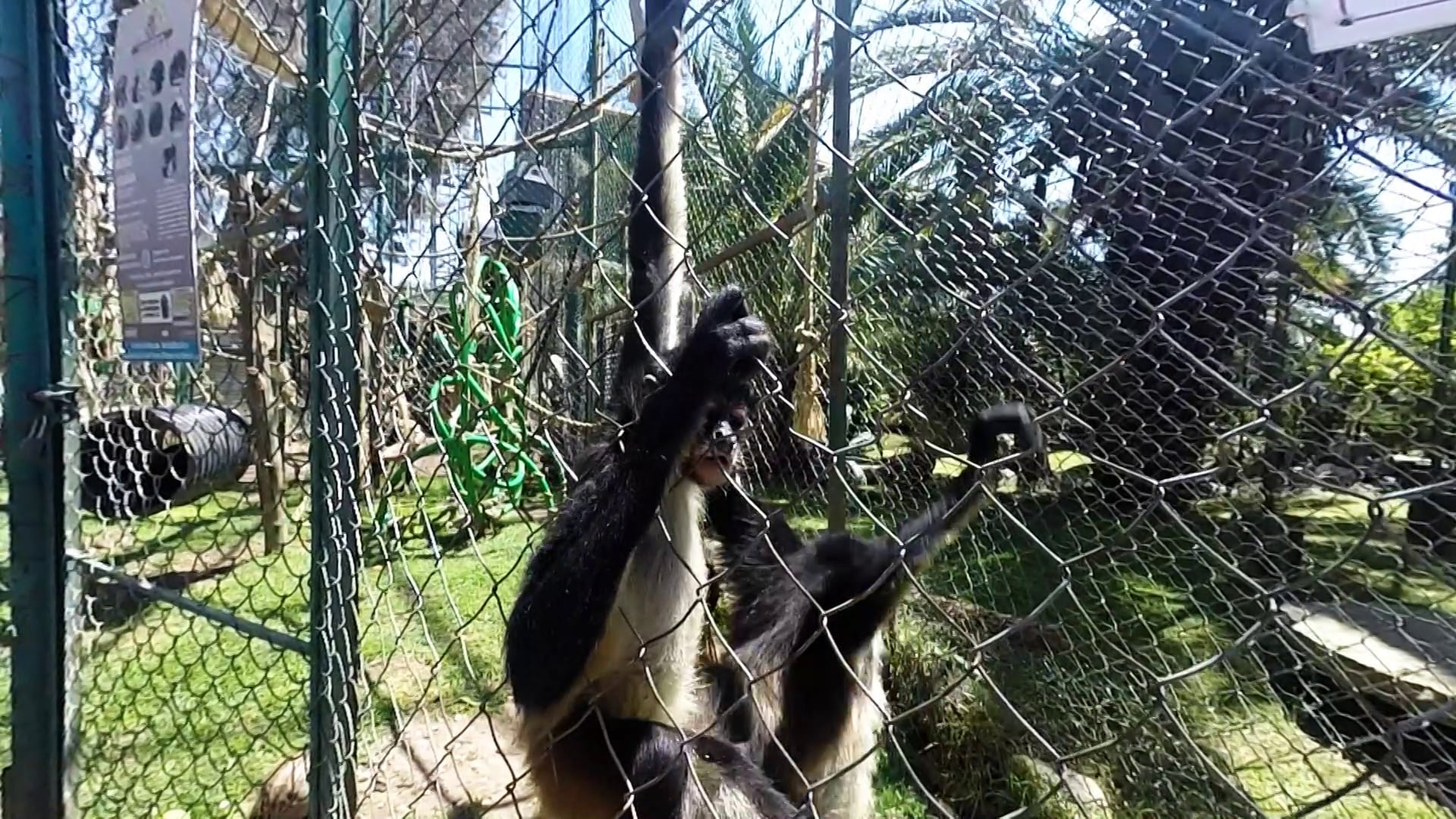 Monkeys Try To Grab My GoPro on Vimeo