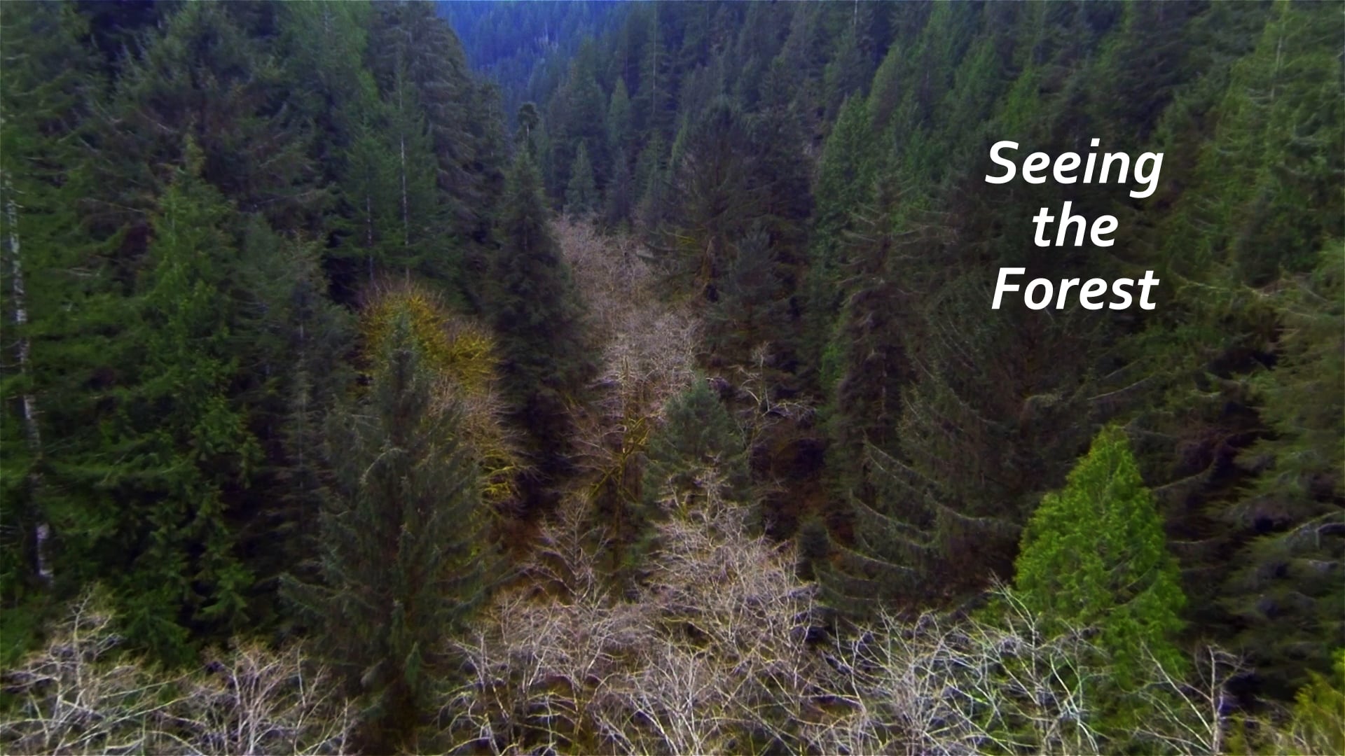 Seeing the Forest on Vimeo