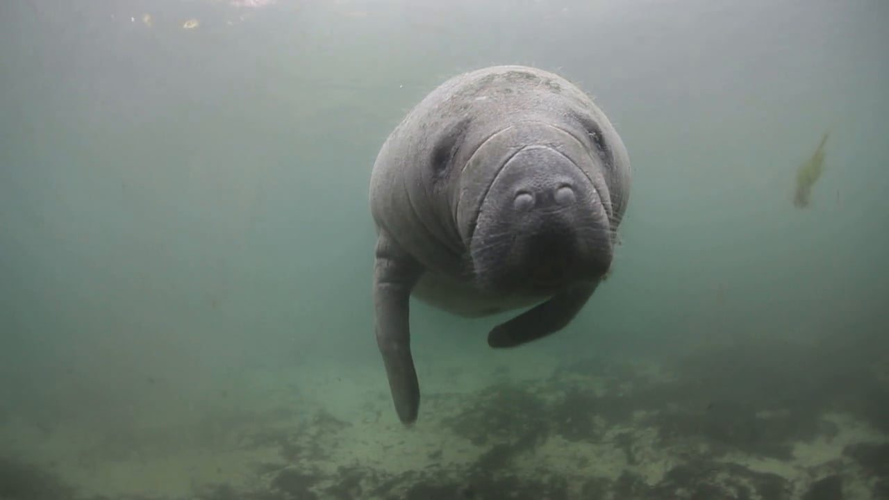 Manatee Saying Hello on Vimeo