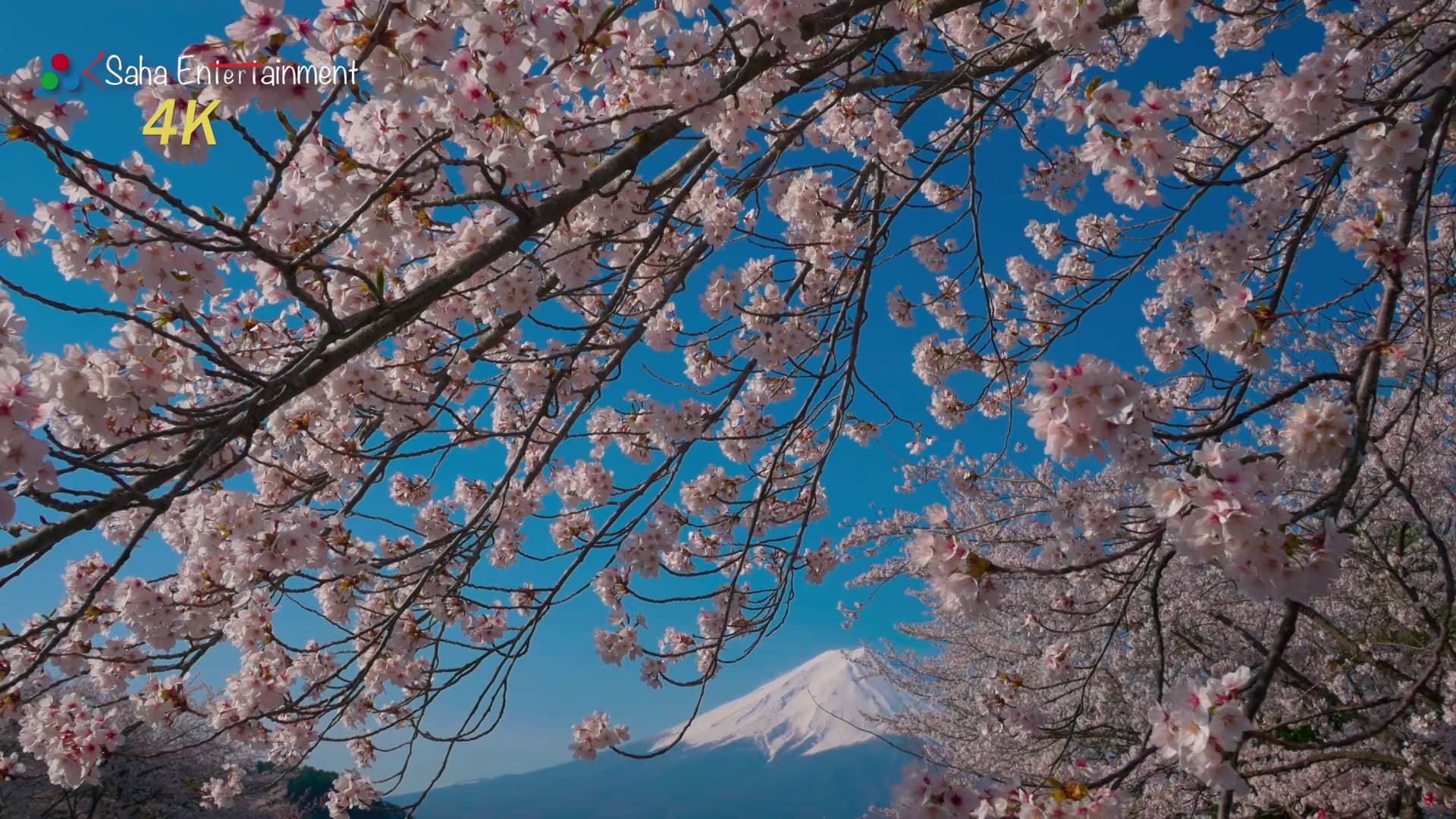 [4K Ultra HD] World Heritage Mt FUJI & Cherry Trees full bloom on Vimeo