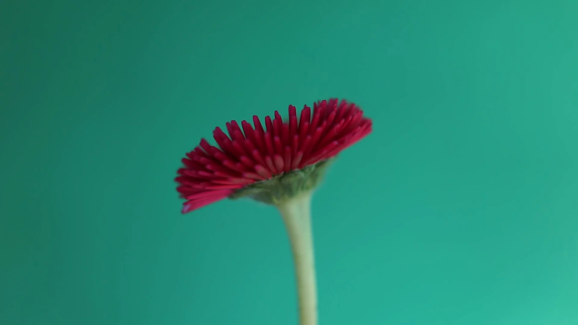 Daisy on Vimeo