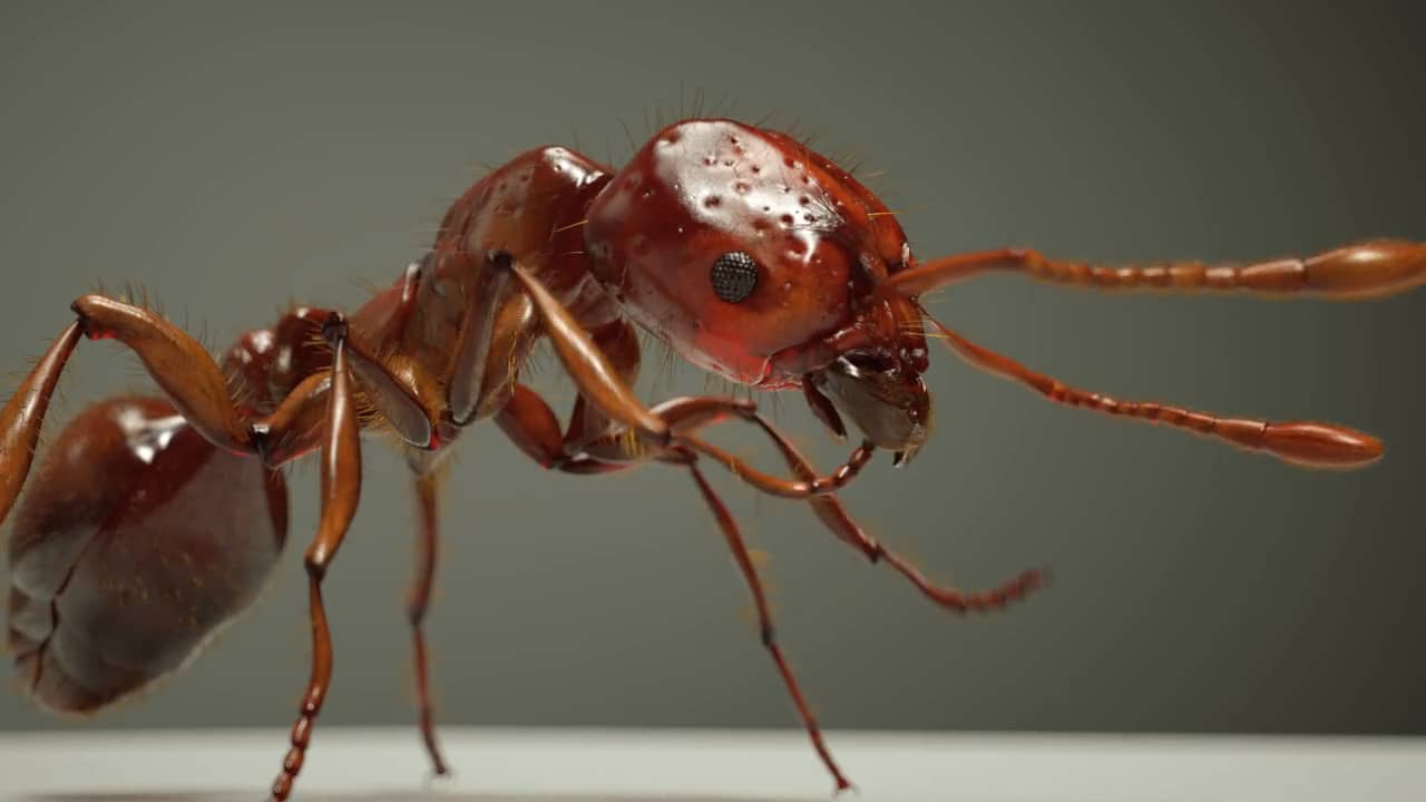 Entomology Animated Episode 1: RIFA Madness! on Vimeo