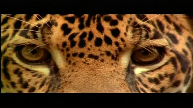 Wildlife Conservation Society on Vimeo