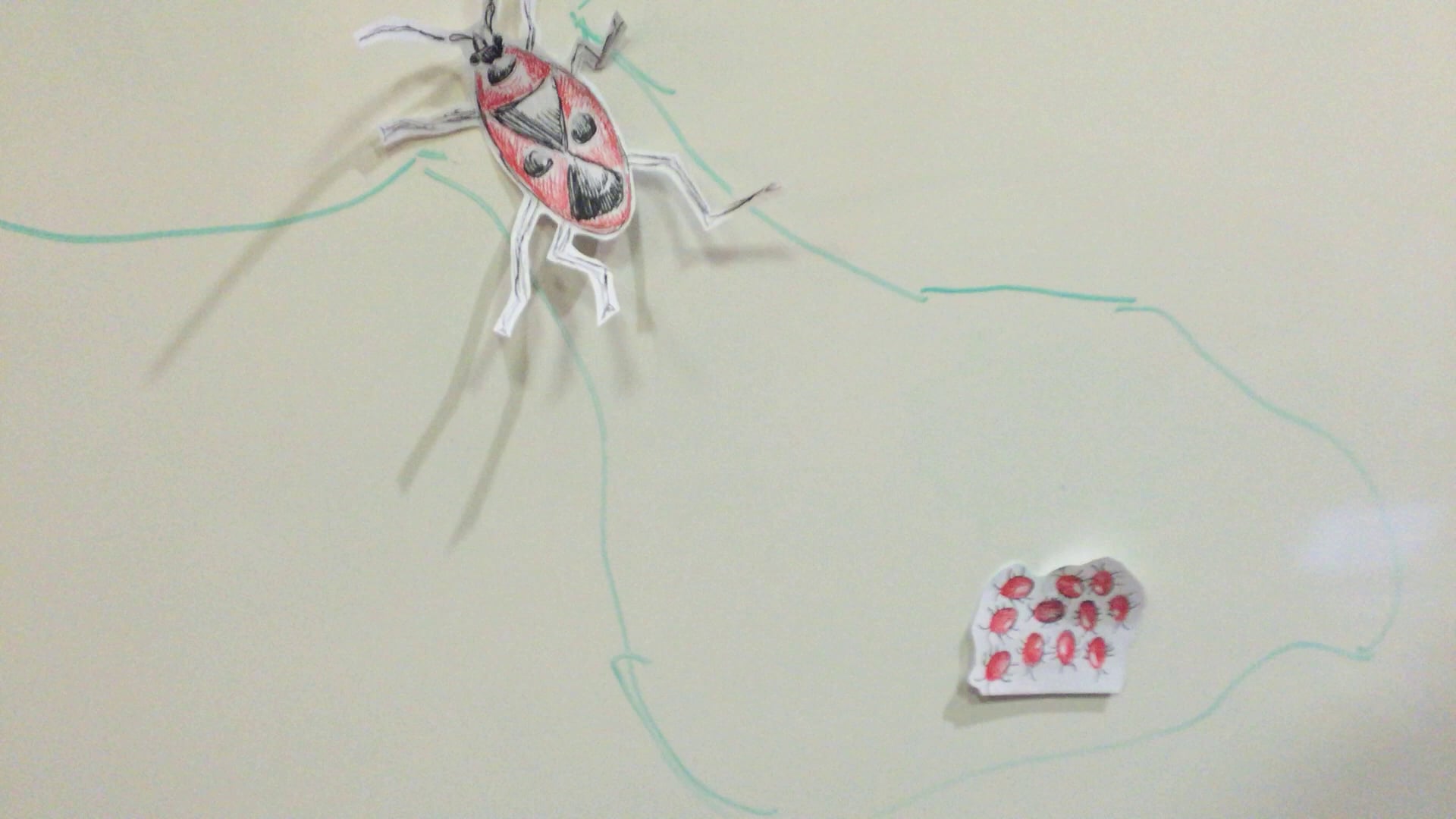 The Japanese Red Bug on Vimeo