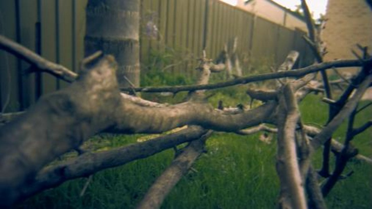 Tree Branch on Vimeo