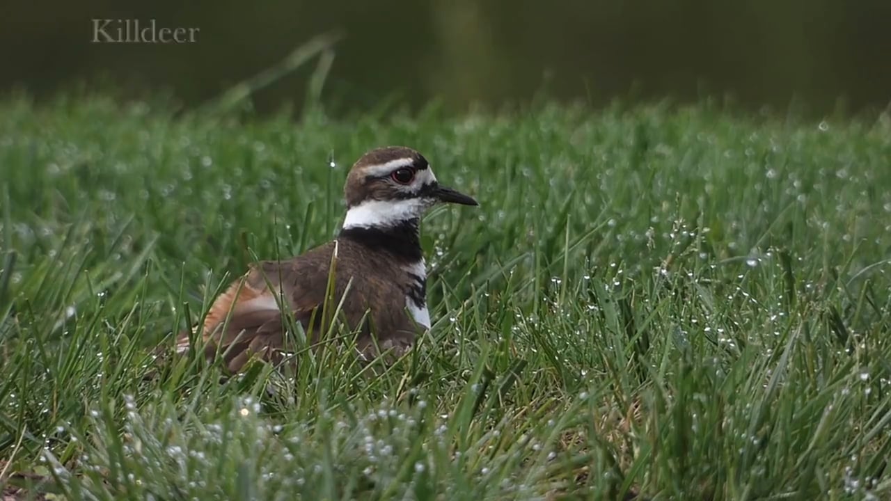 Killdeer fledglings on Vimeo