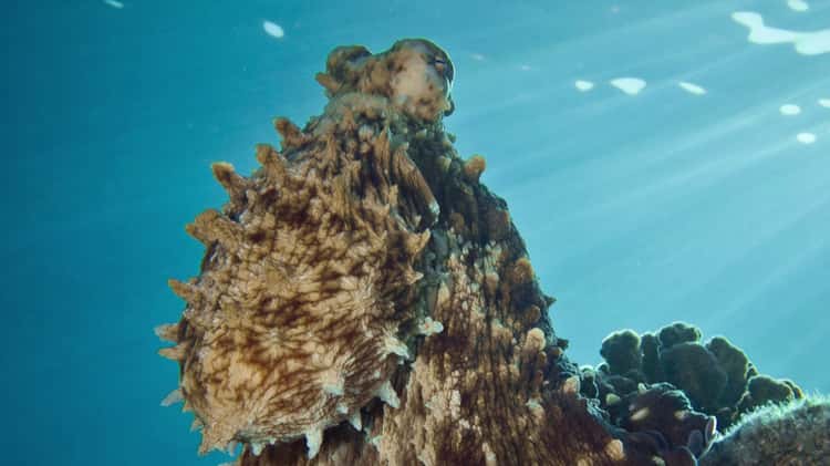 Camouflage Octopus