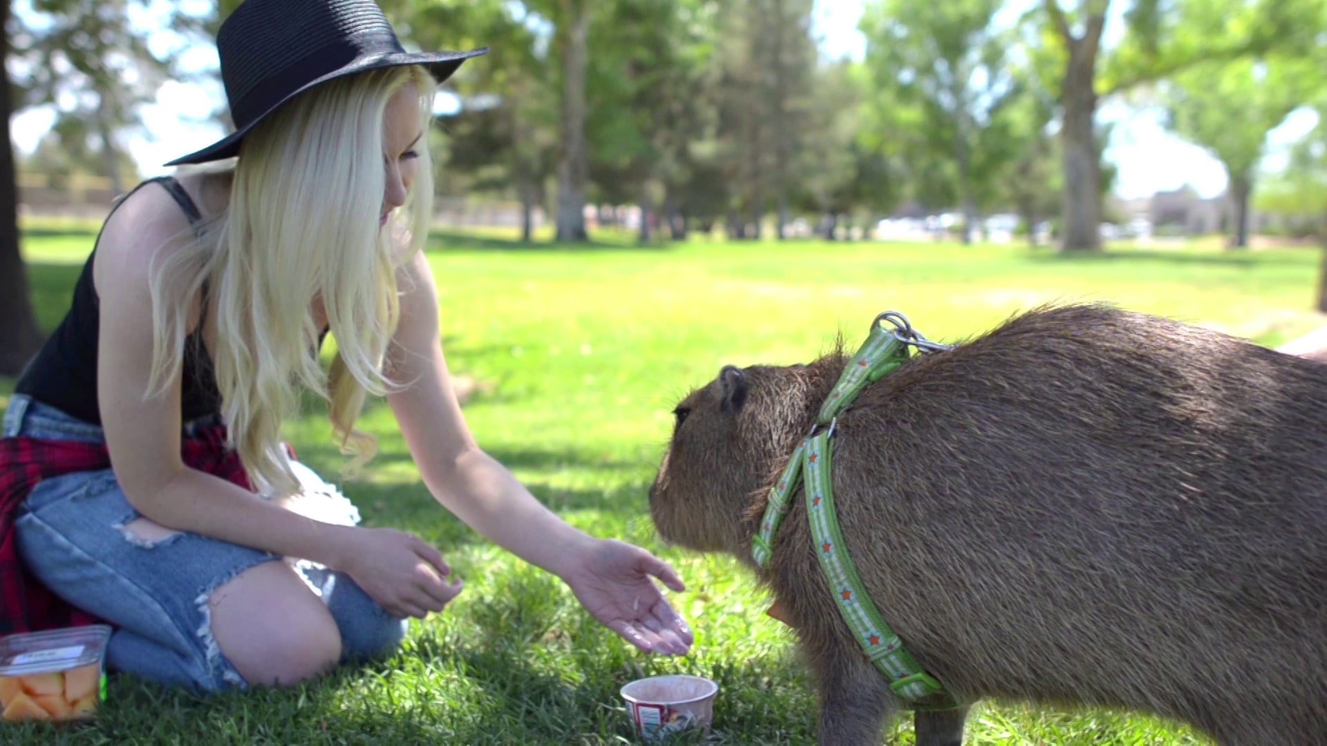 JoJo the Capybara on Vimeo
