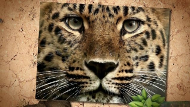 Elite Kilimanjaro Presents: Animals of Tanzania on Vimeo