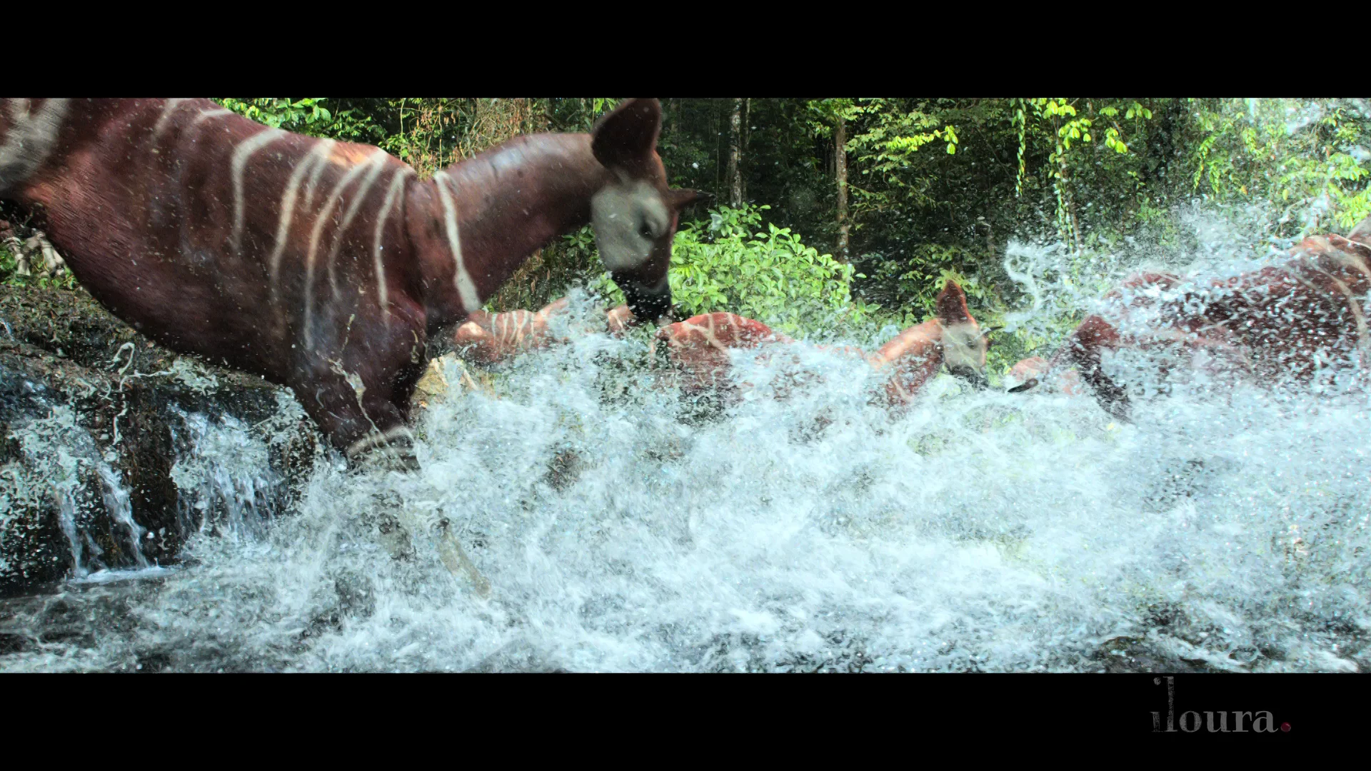 iloura 2015 character creature on Vimeo