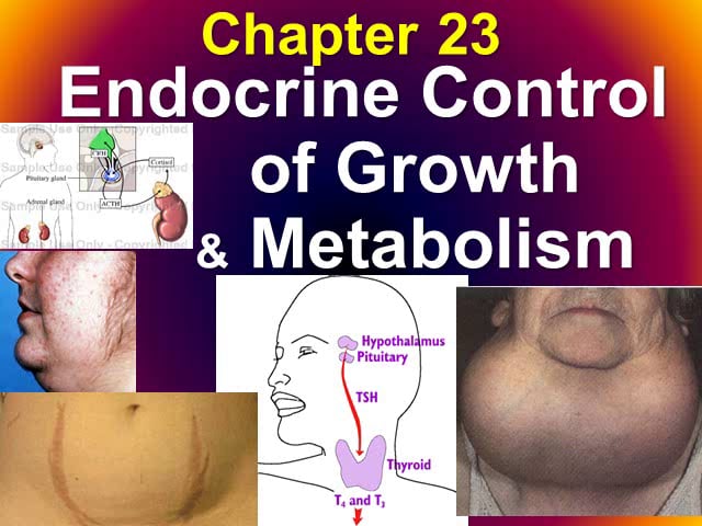 Human Physiology: Chapter 23 - Endocrine Control of Growth and ...