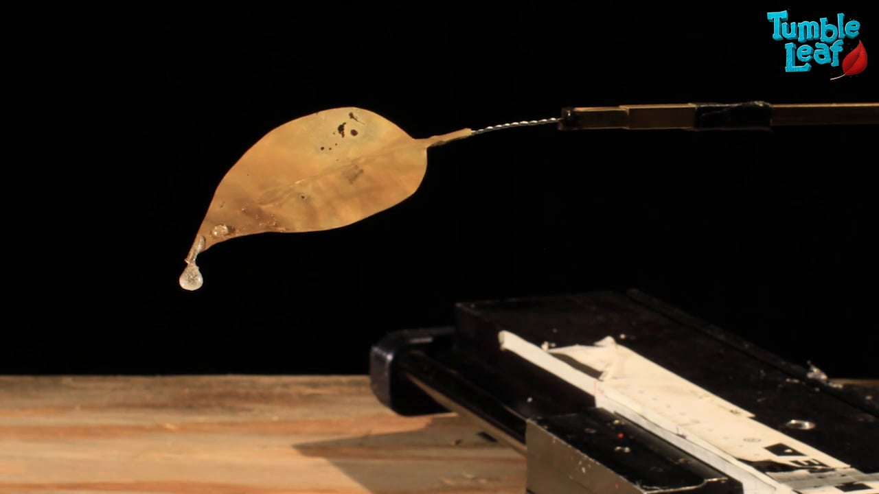 Tumble Leaf: Test Animations | Videos & Movies on Vimeo
