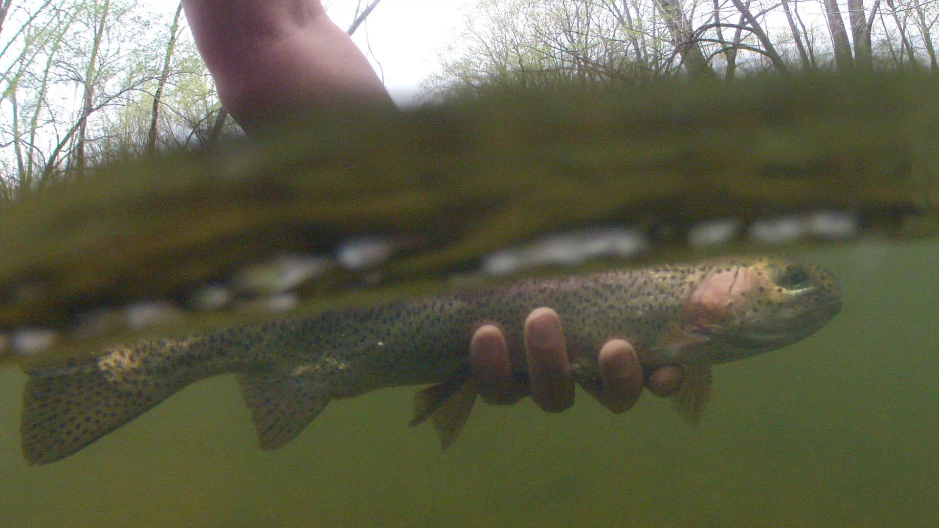Fish Friendly Photos on Vimeo